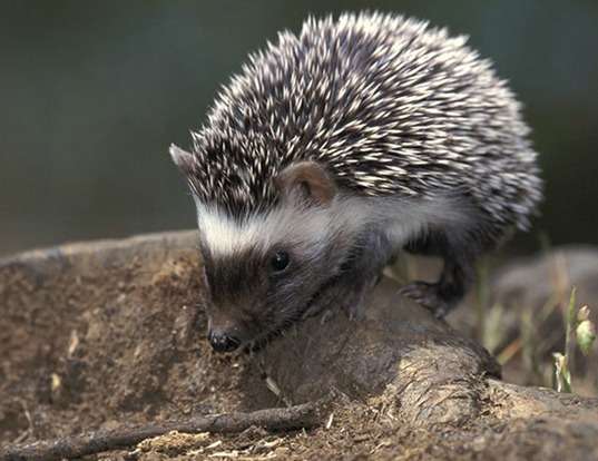 Hedgehog Haven: Discovering the Charming World of UK Hedgehogs – Green ...