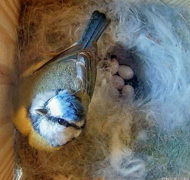 Discover our Hedgehog Box Camera Deluxe Bundle – Green Feathers