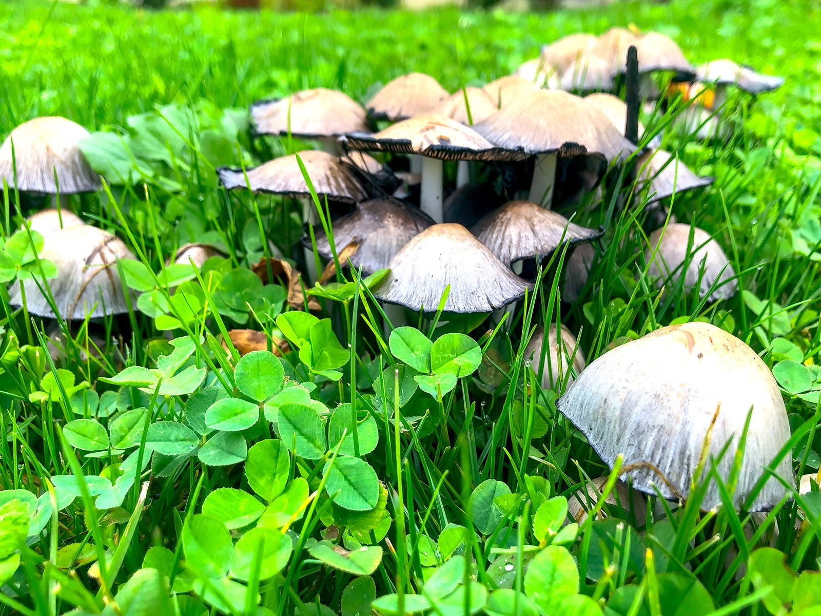 Wild mushrooms UK: How to identify mushrooms in your garden – Green ...