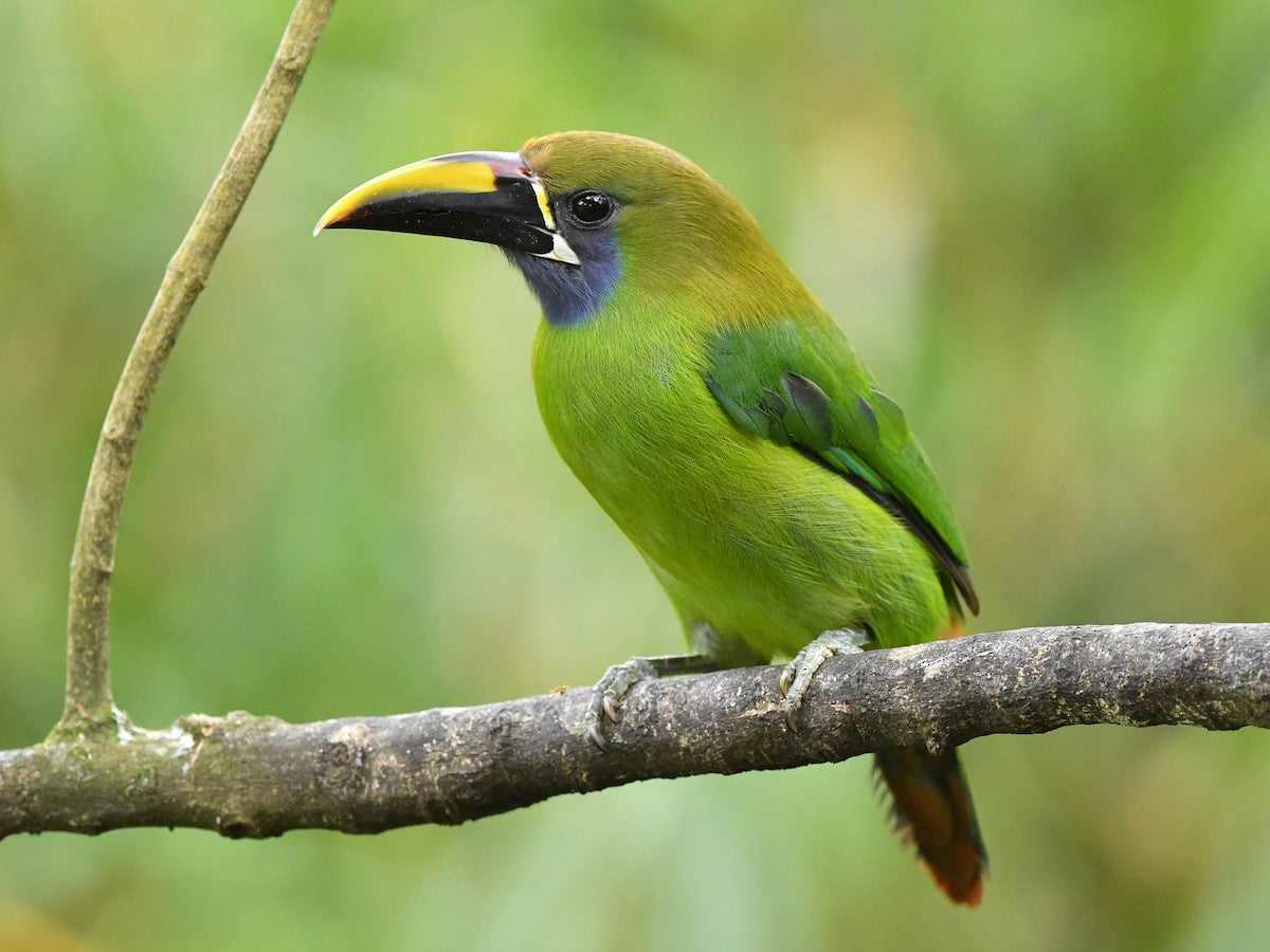 Discovering Green Birds: Exploring Nature's Emerald Avian Wonders ...