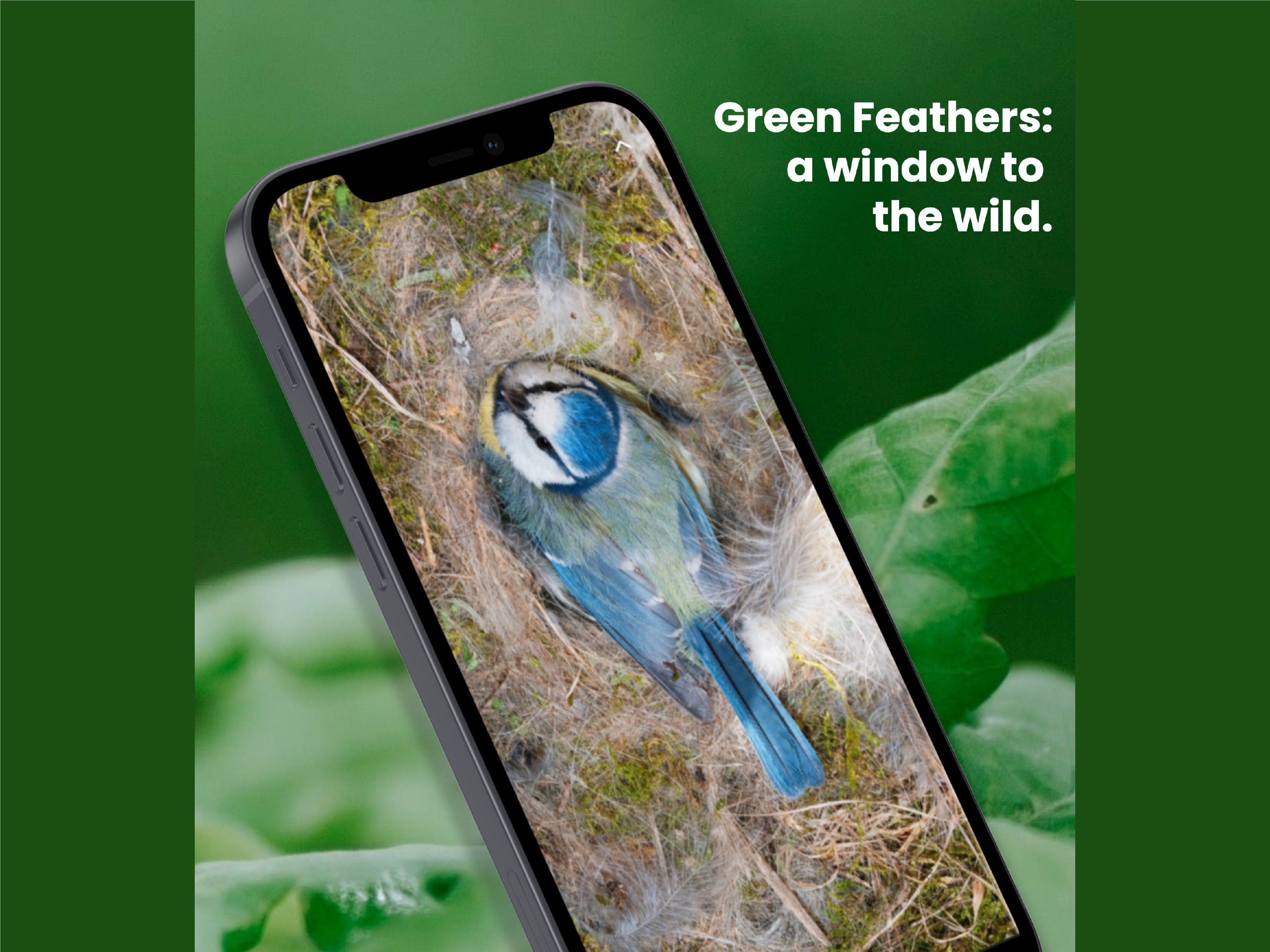 Our New & Improved App – Green Feathers