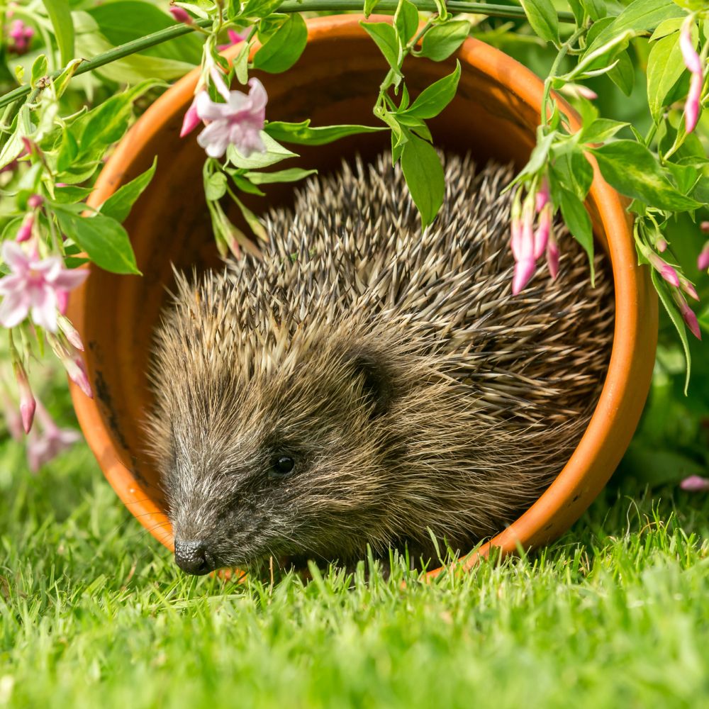 Hedgehogs in your garden: Best practices | Green Feathers