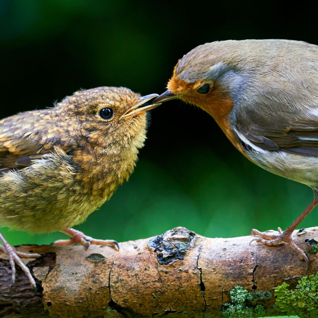 Most Common British Birds: Garden, Woodland & Coastal Guide – Green ...