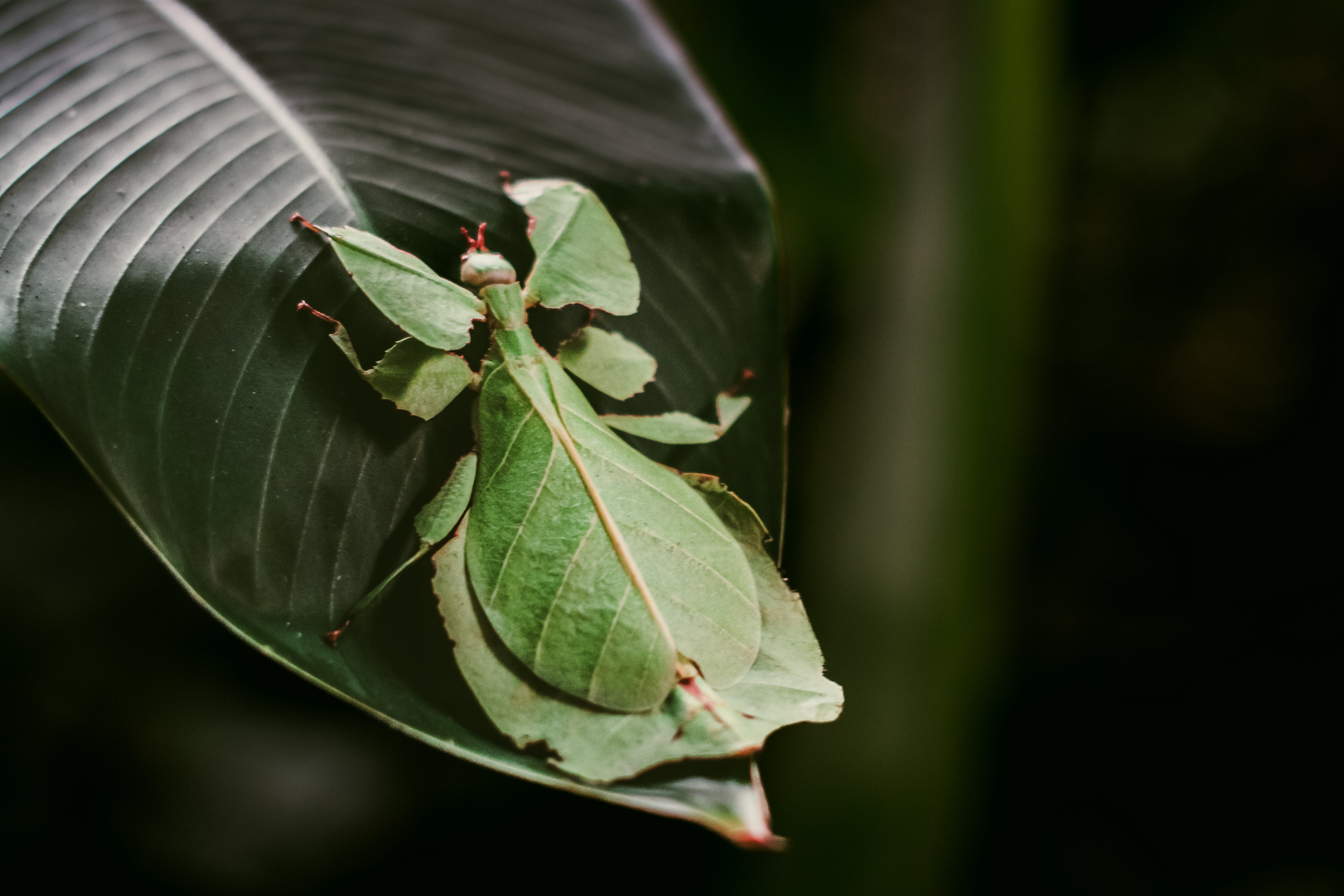 How insects use camouflage and mimicry to survive – Green Feathers