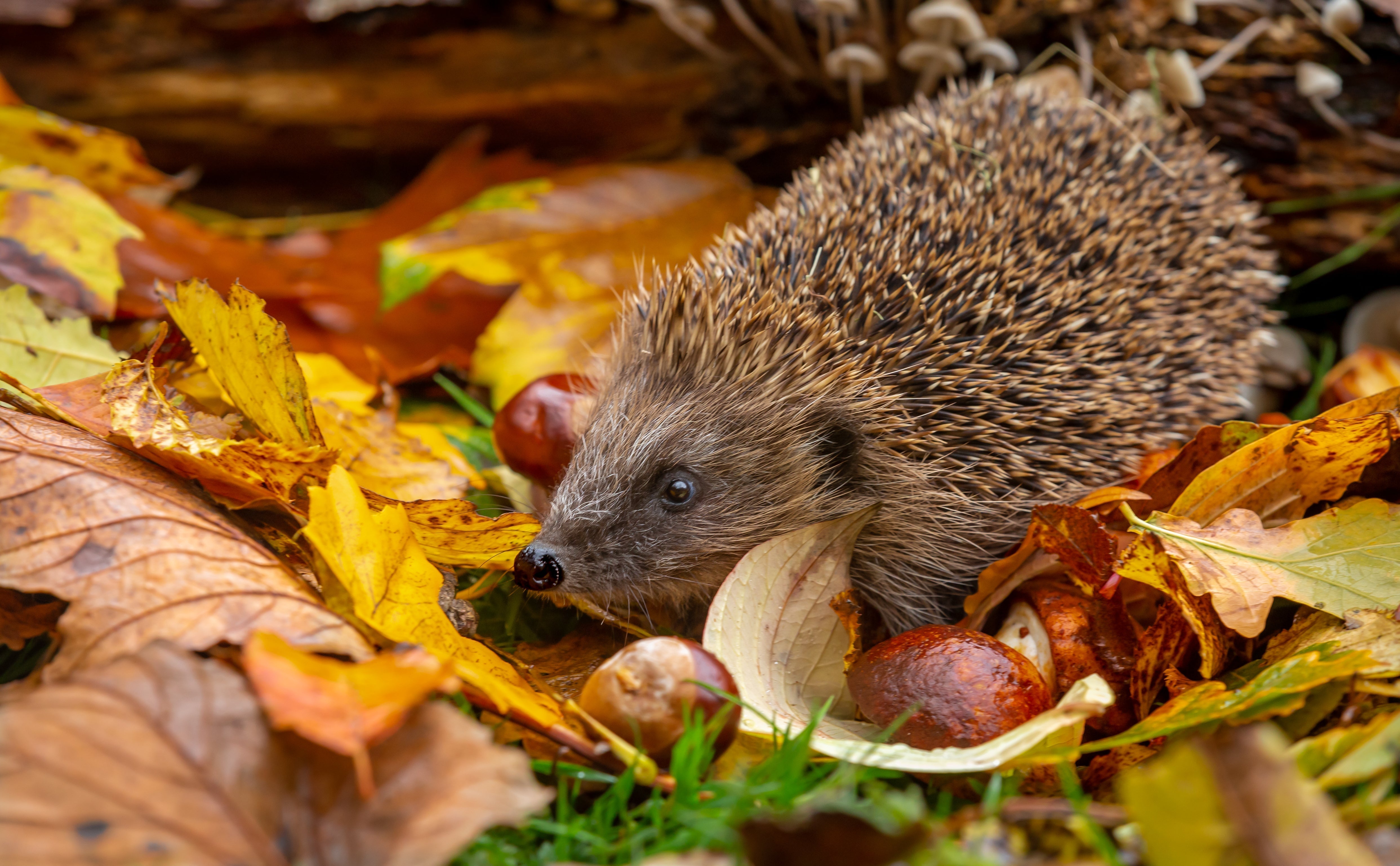 How to Create a Hedgehog-Friendly Garden | Green Feathers