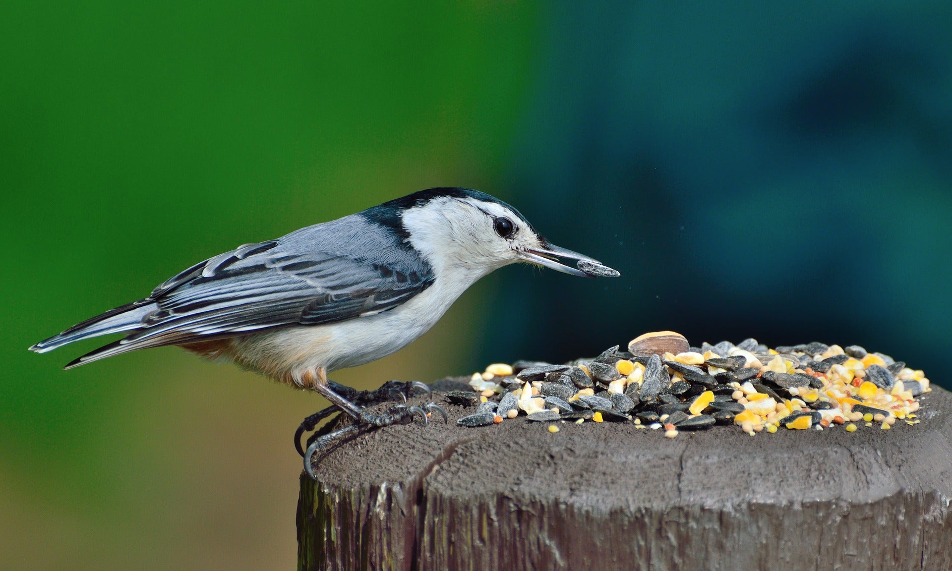 Bird Feeding Ideas When to Put Out Food | Green Feathers