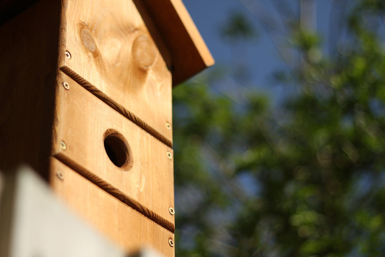 8 Tips The Best Place For Your Bird Box - When How & Where | Green Feathers
