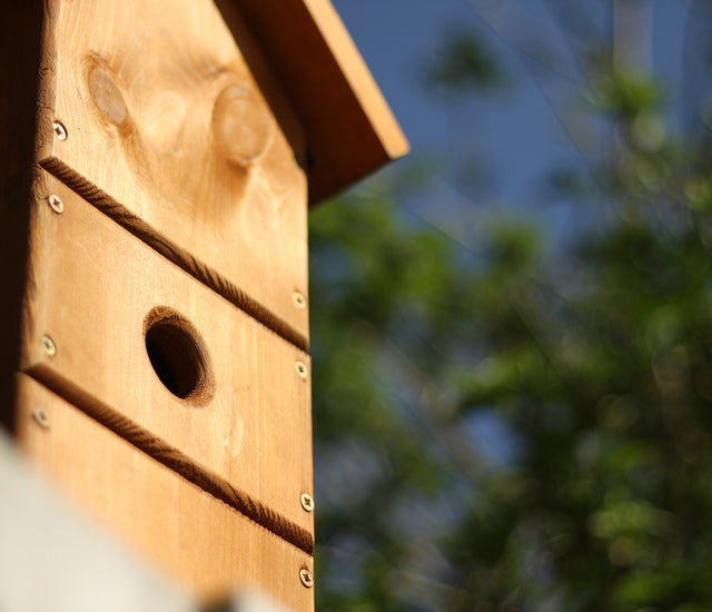 8 Tips The Best Place For Your Bird Box - When How & Where | Green Feathers
