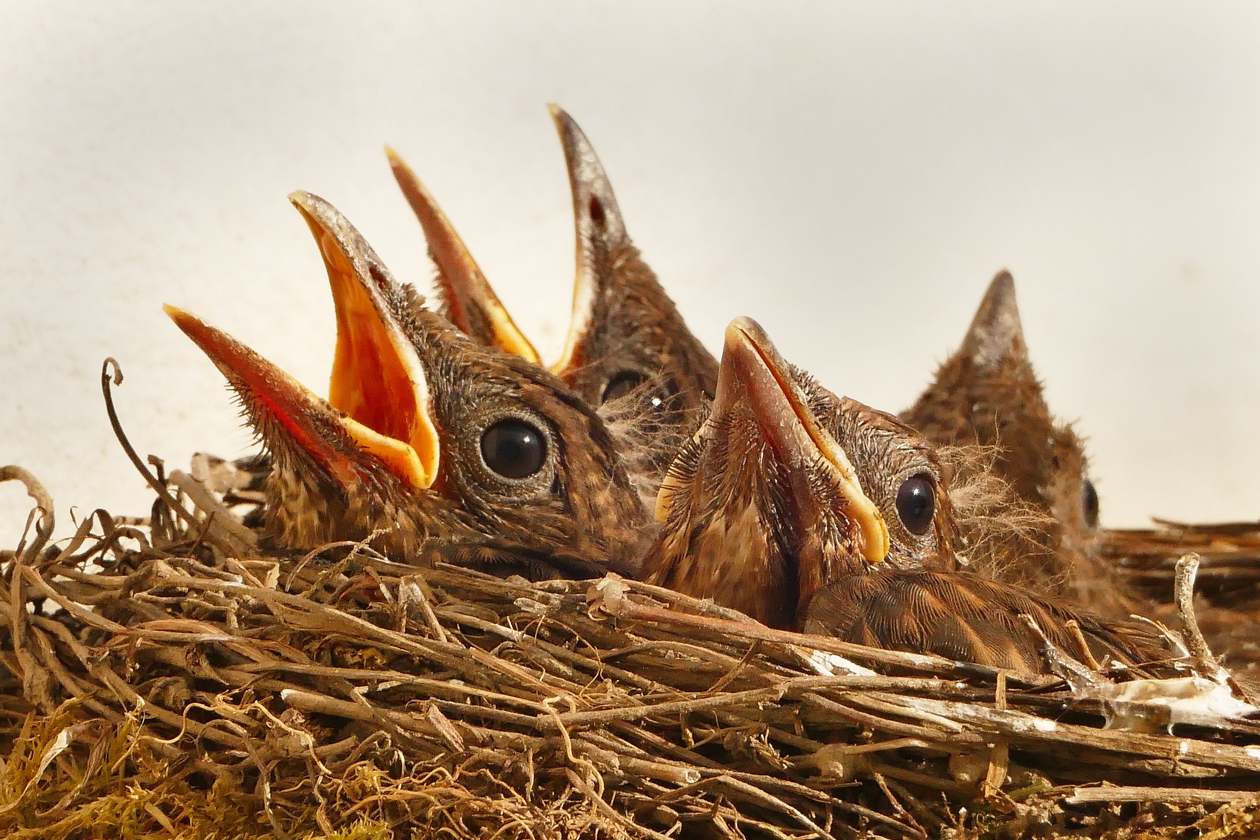 What to Do With a Baby Bird | Green Feathers