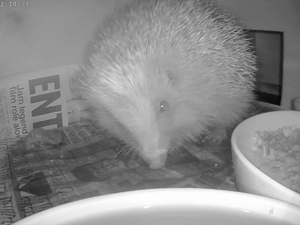 Hedgehog Box Cameras | Green Feathers