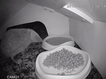 Hedgehog House with WiFi Camera Kit | Green Feathers