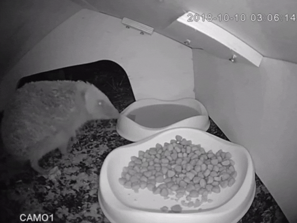 Hedgehog House with WiFi Camera Kit | Green Feathers