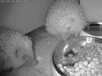 Hedgehog Box HD IP Camera Kit | Green Feathers