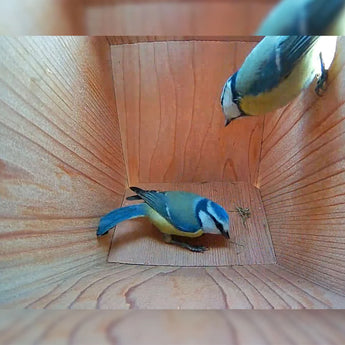 Handmade Wooden Side View Bird Box – Green Feathers