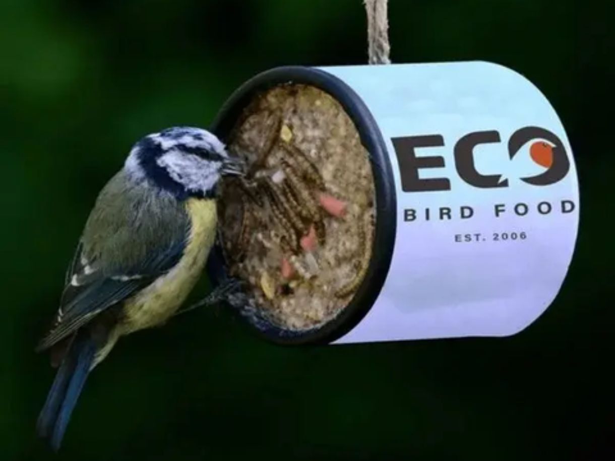 8 Tips The Best Place For Your Bird Box - When How & Where | Green Feathers