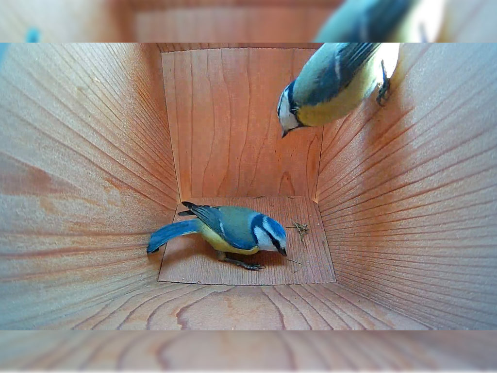 Handmade Wooden Side View Bird Box | Green Feathers
