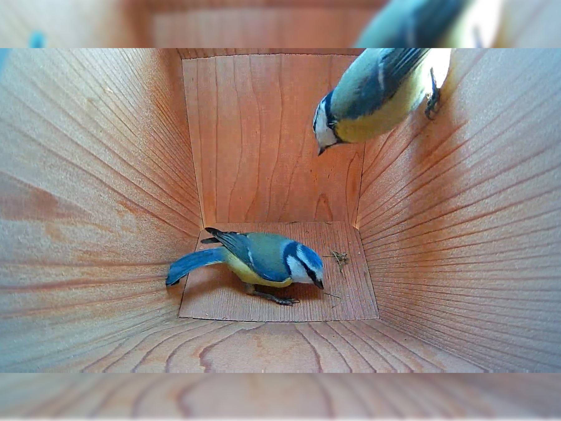Handmade Wooden Side View Bird Box | Green Feathers
