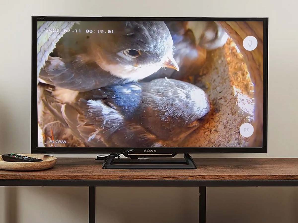 Cable Connection Bird Box & Wildlife Camera | Green Feathers